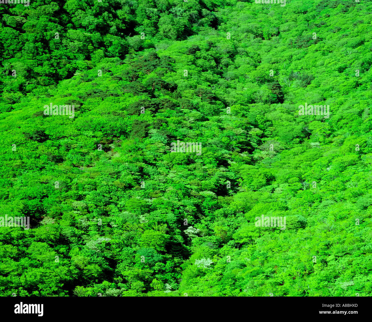 summer heavy forest Stock Photo - Alamy