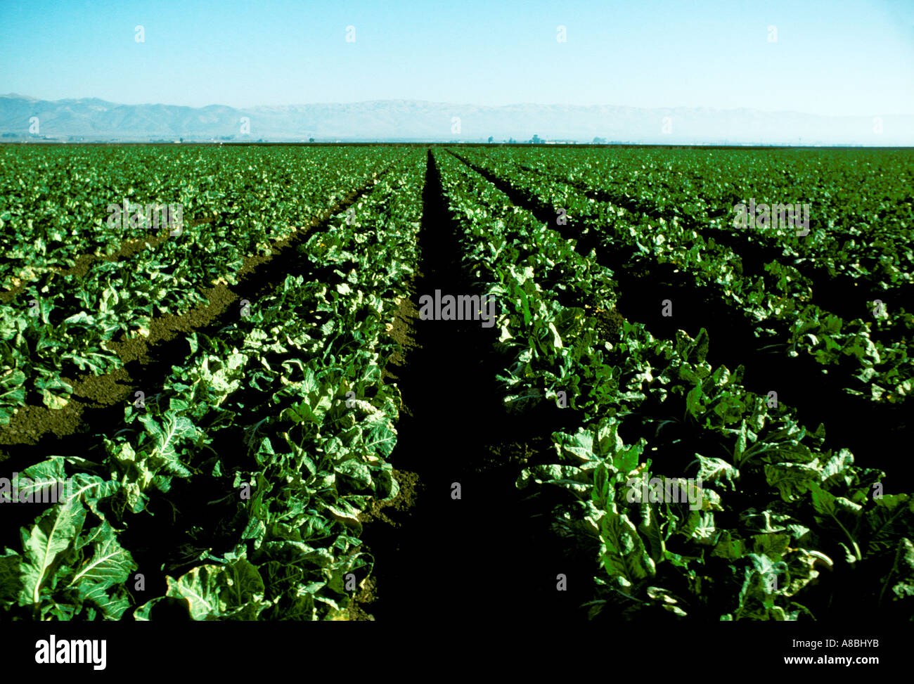 California Salinas Valley Agriculture Cauliflower Stock Photo - Alamy