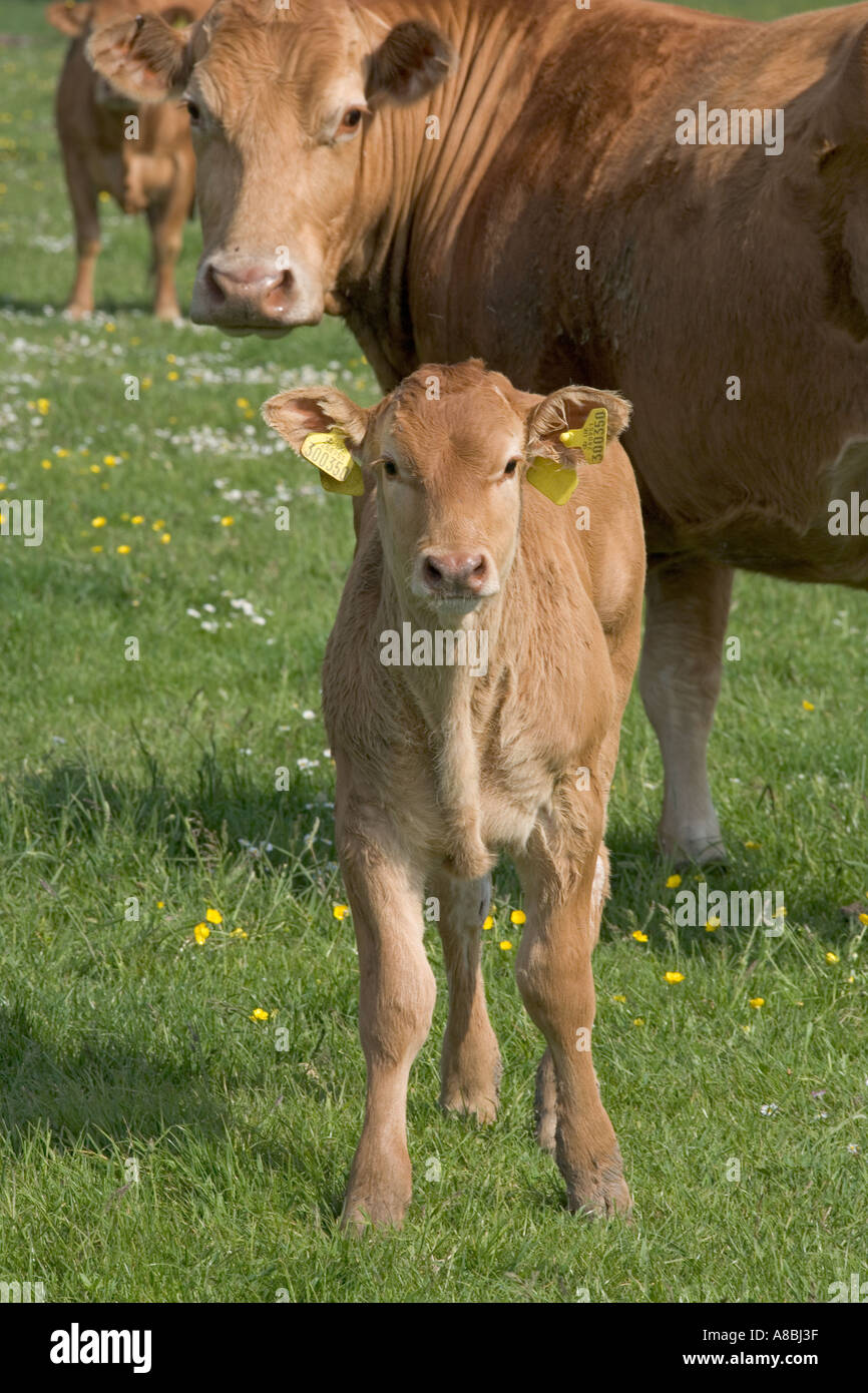 Beef Cow Calf in Meadow Tring Hertfordshire UK June Stock Photo - Alamy