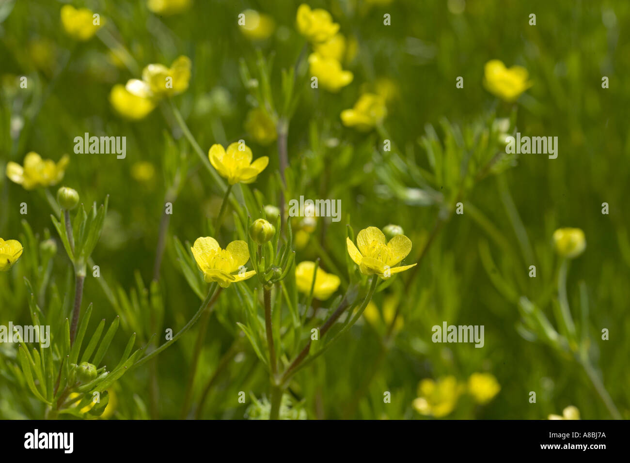 Ranunculus Arvensis High Resolution Stock Photography and Images - Alamy