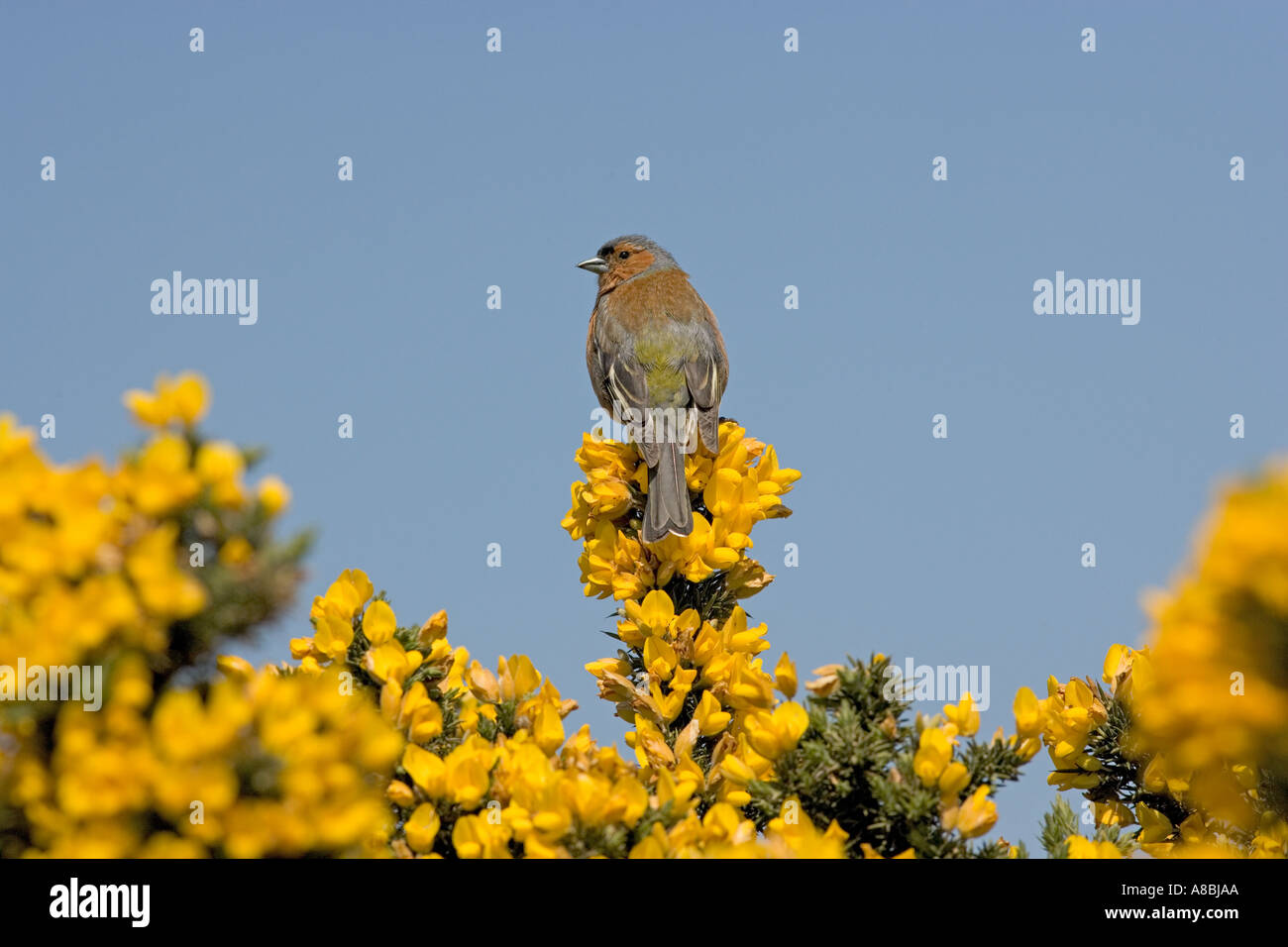 Male Chaffinch Singing on Salthouse Heath Stock Photo - Alamy