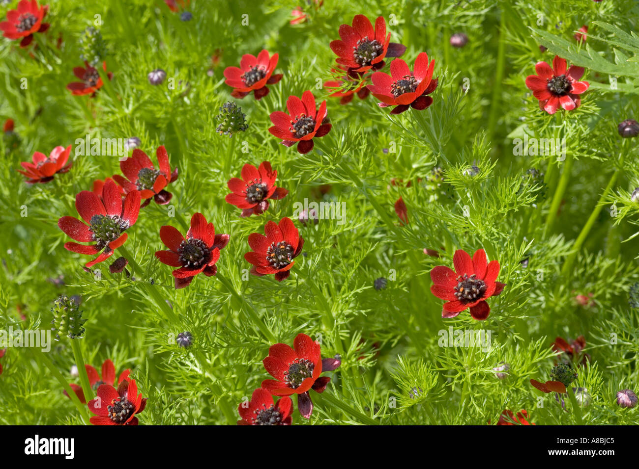 Pheasants Eye Adonis annua Stock Photo - Alamy