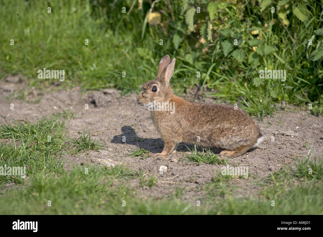 Rabbit Oryctolaous cuniculus outside burrow Stock Photo - Alamy