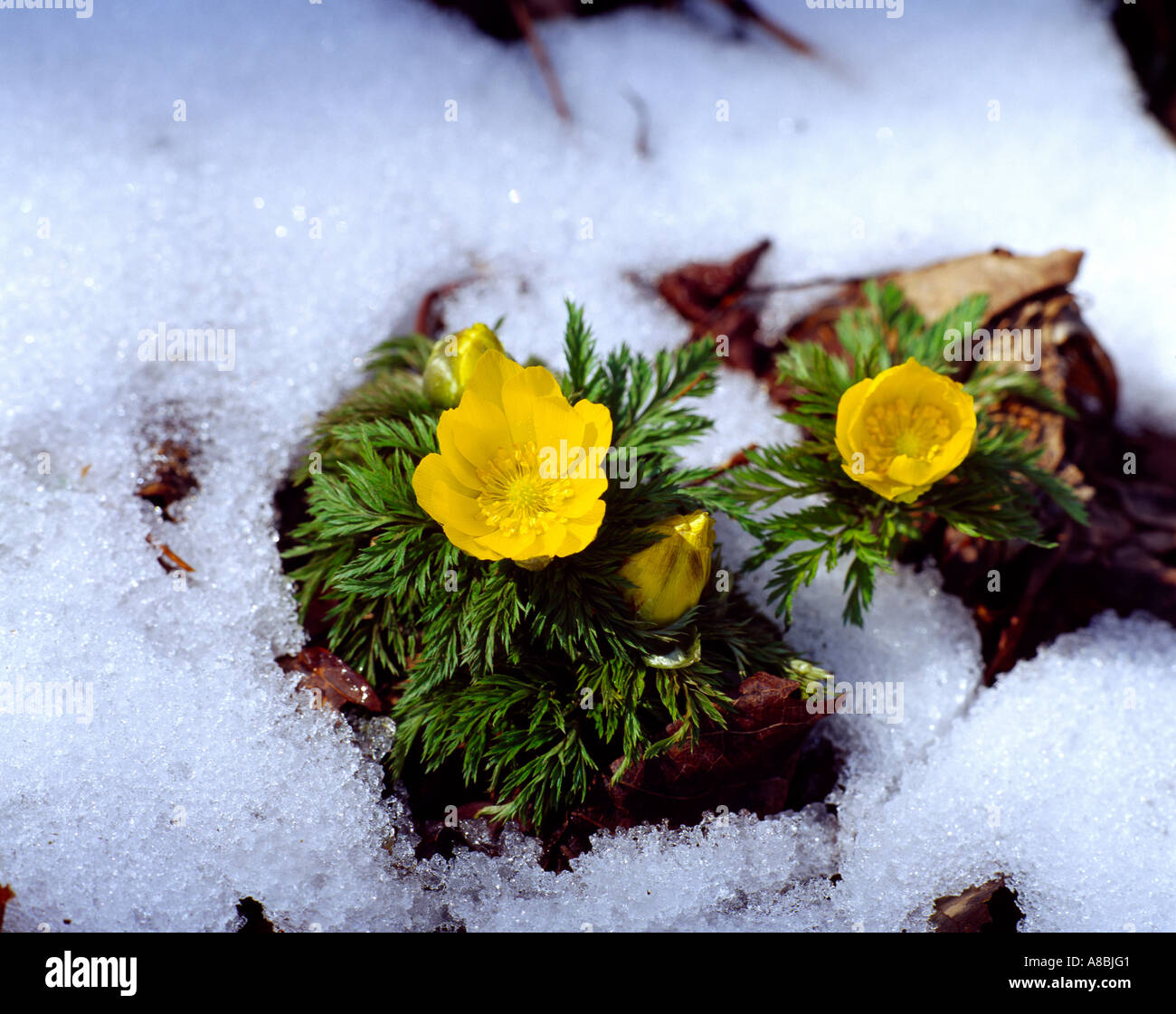 Melting Snow Flower