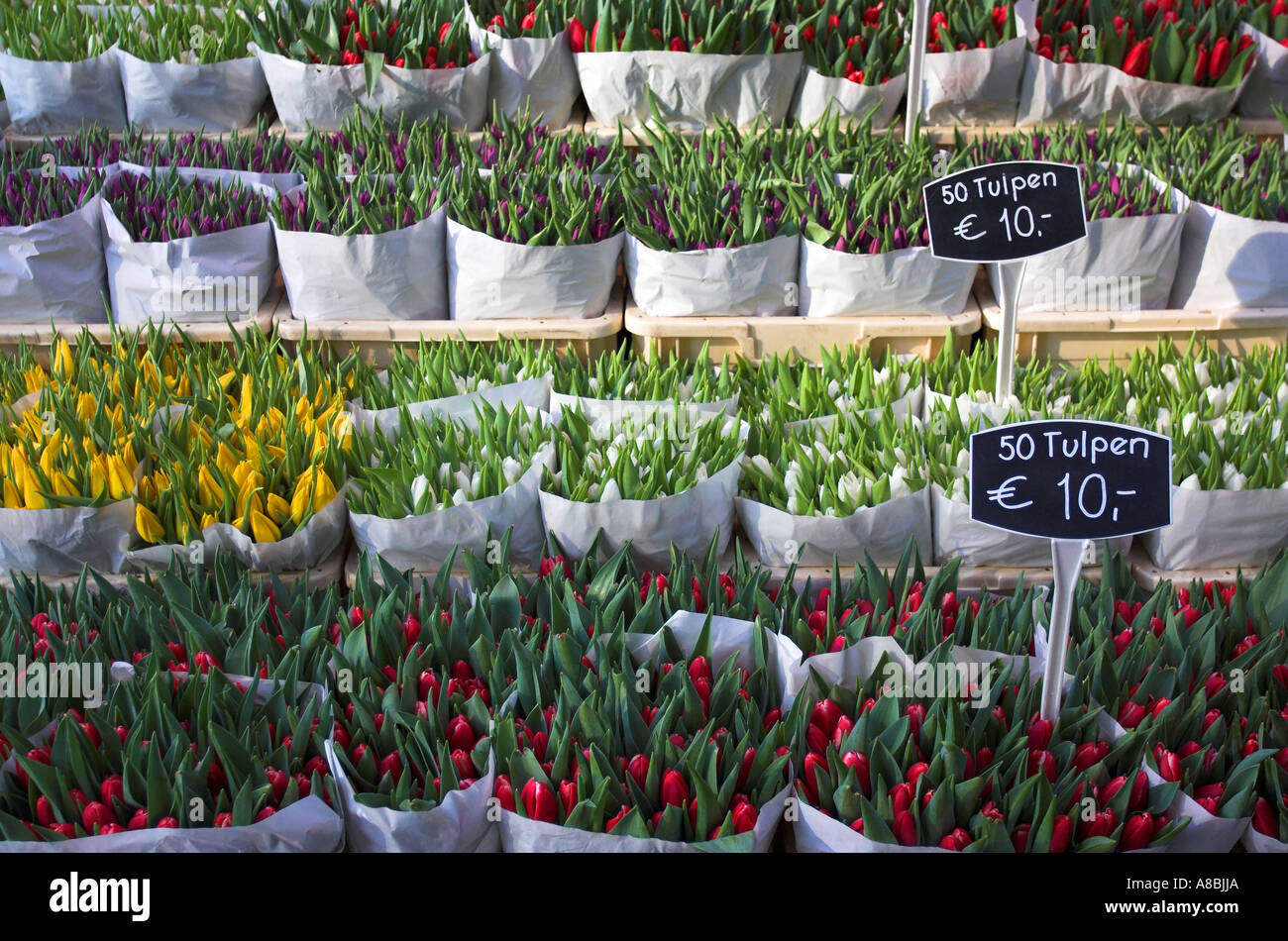A colourful tulip stall in on Amsterdam flower market Stock Photo - Alamy
