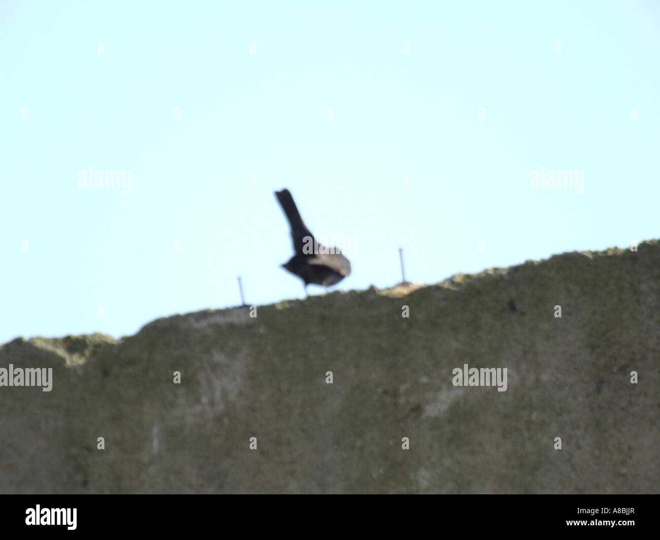 blackbird on wall Stock Photo - Alamy