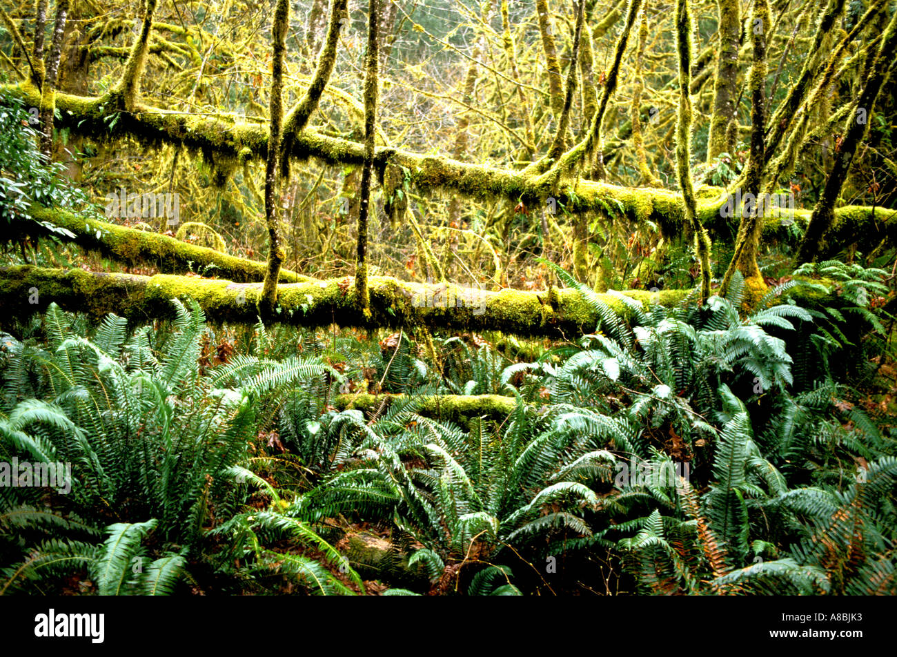 California Redwood forest environment Stock Photo - Alamy