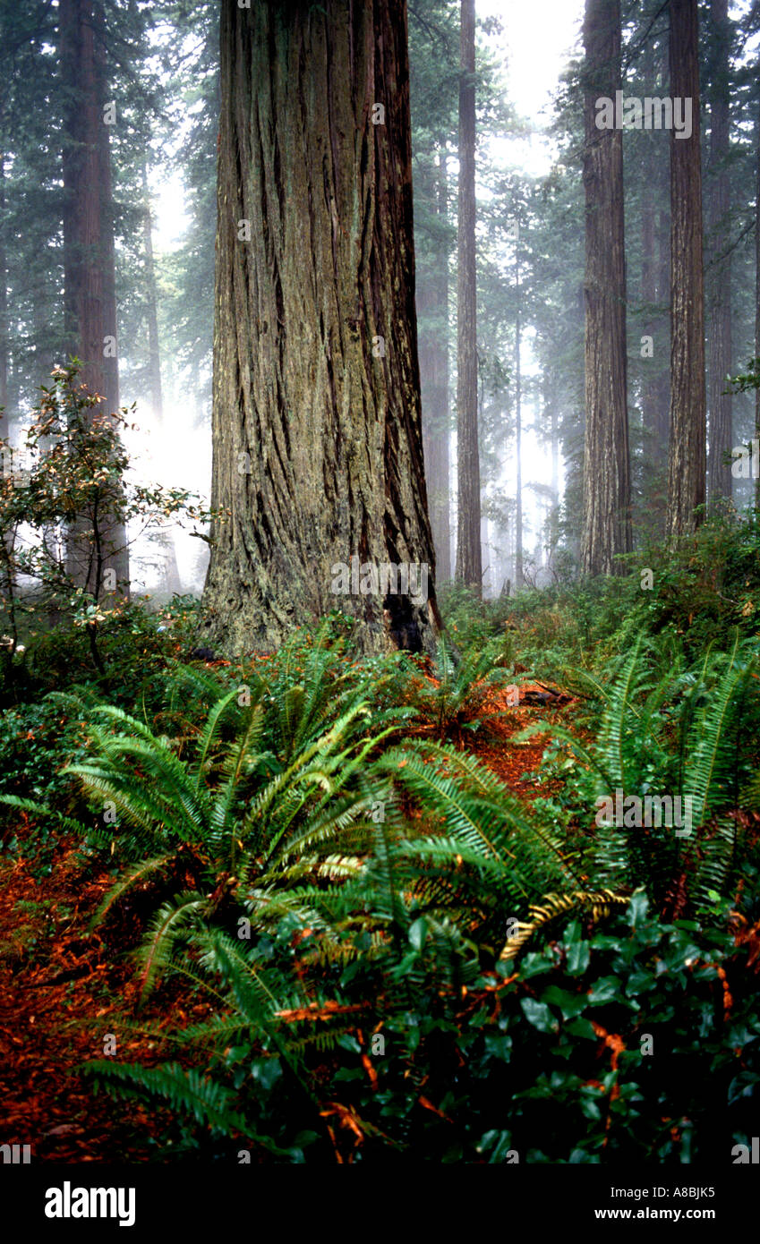California Redwood forest environment Stock Photo - Alamy