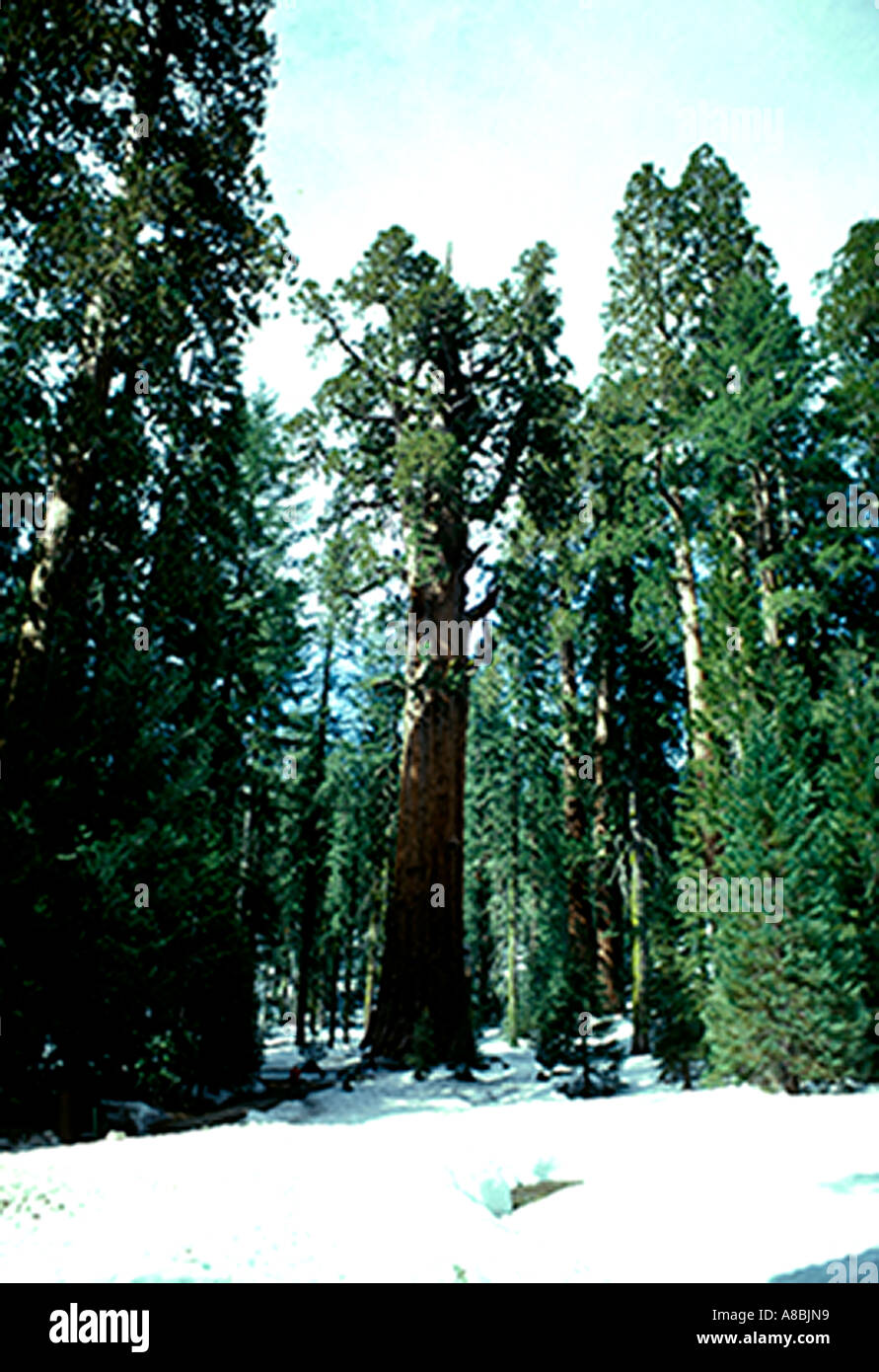CA Sequoia and Kings Canyon National Parks General Sherman ...