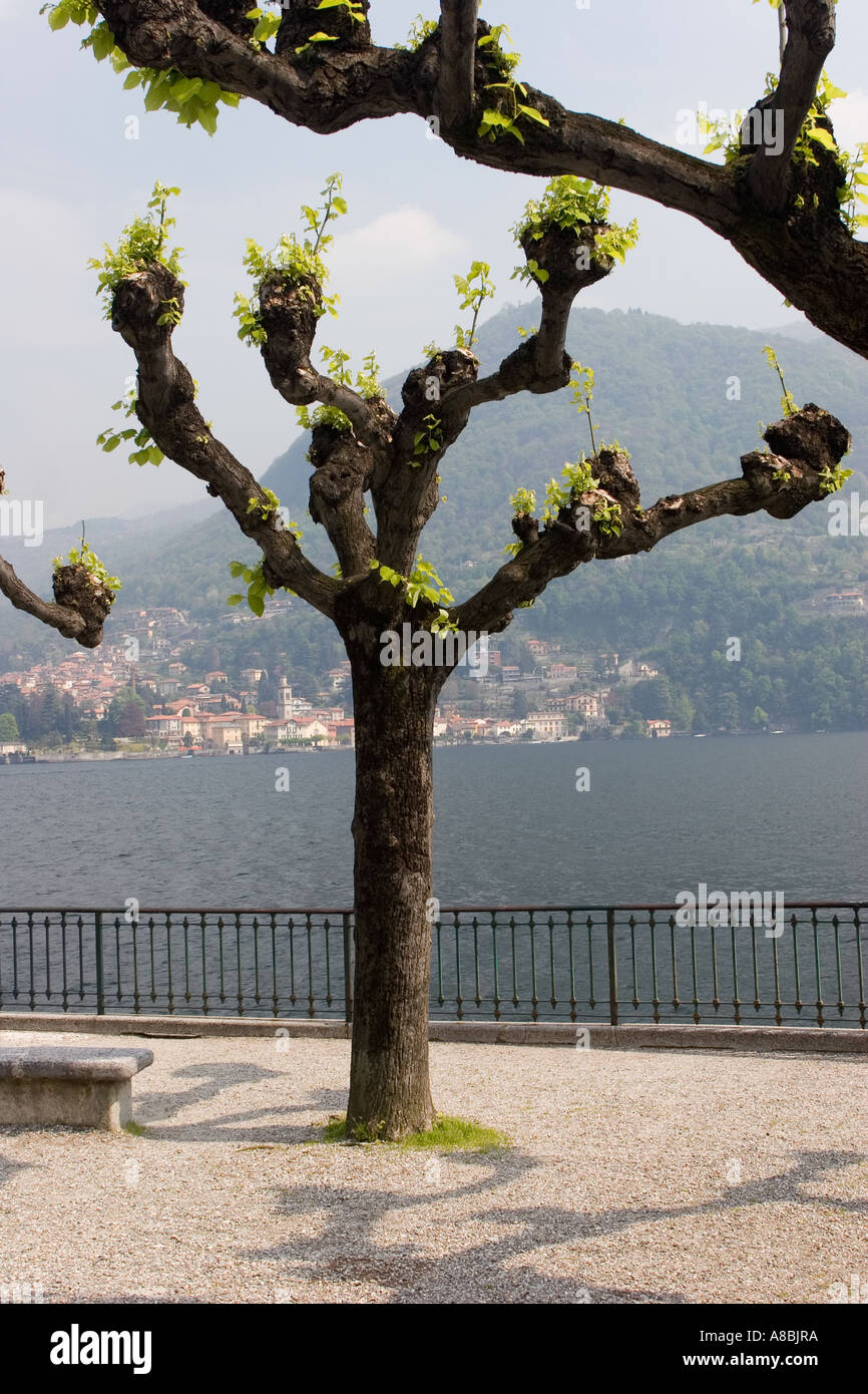 Lakeside Tree Lake Como Italy Stock Photo - Alamy