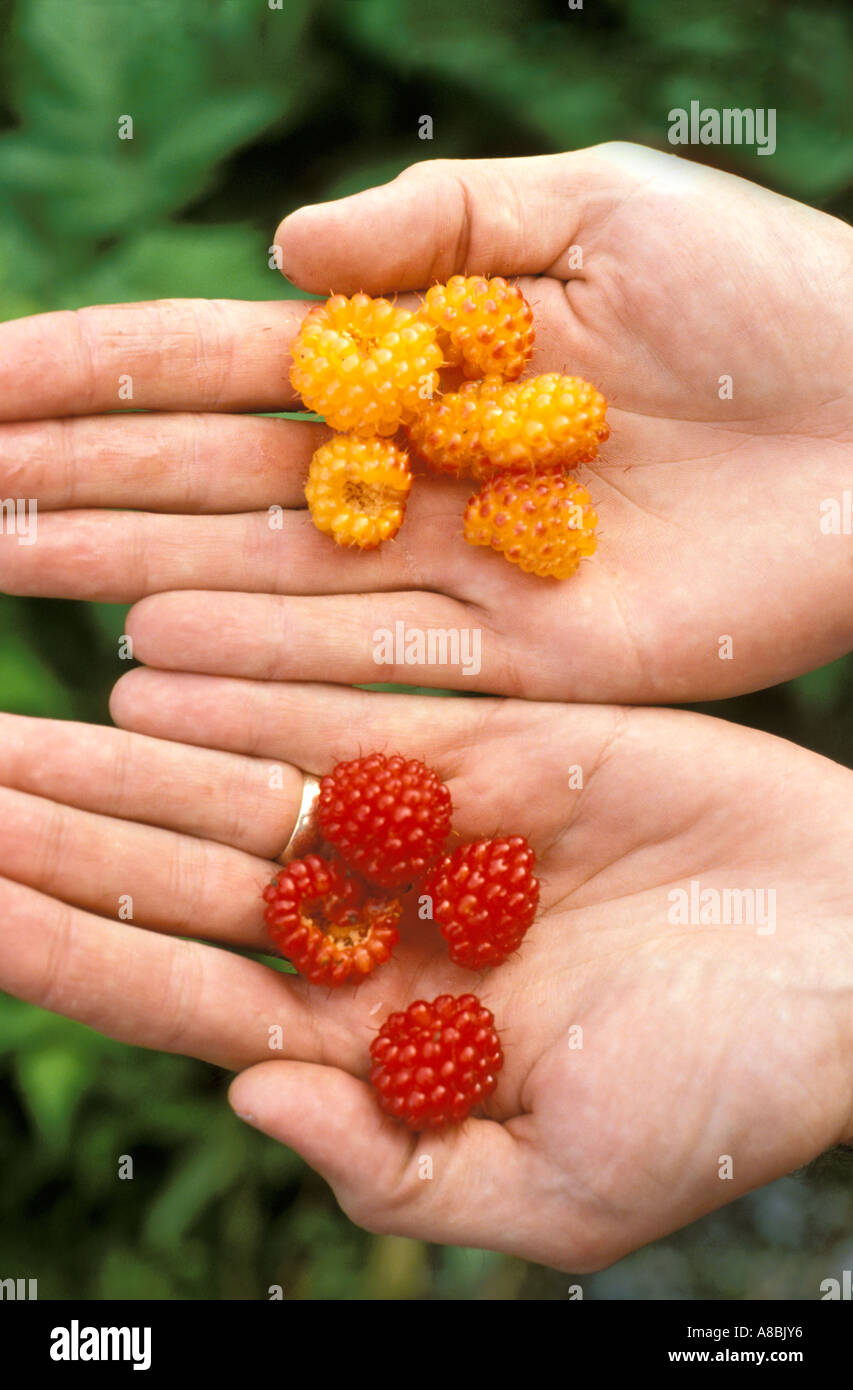 Salmonberries hi-res stock photography and images - Alamy