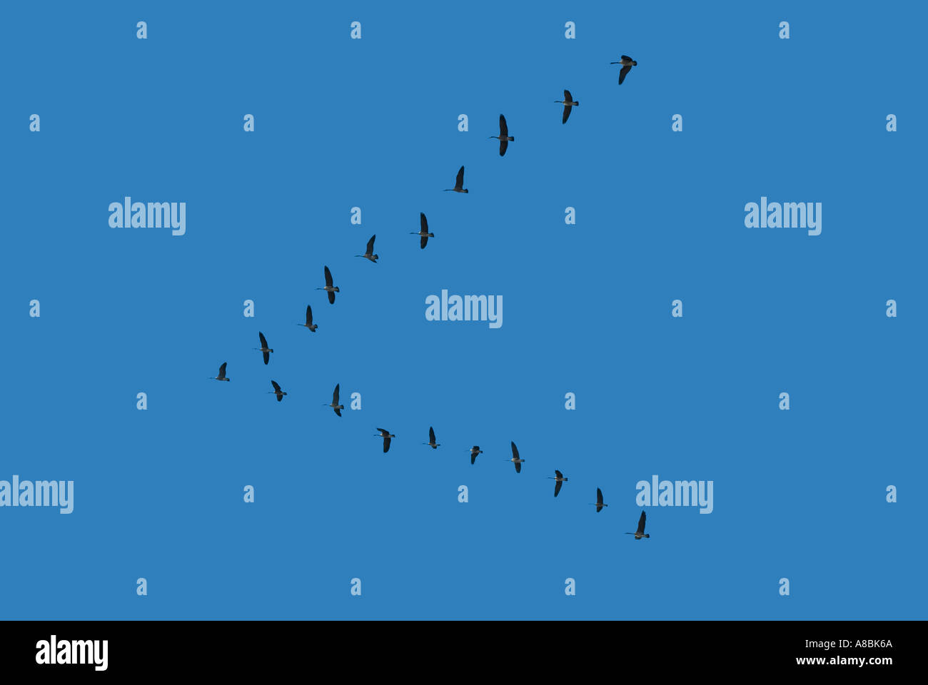 The V formation of a flock of geese flying Stock Photo - Alamy