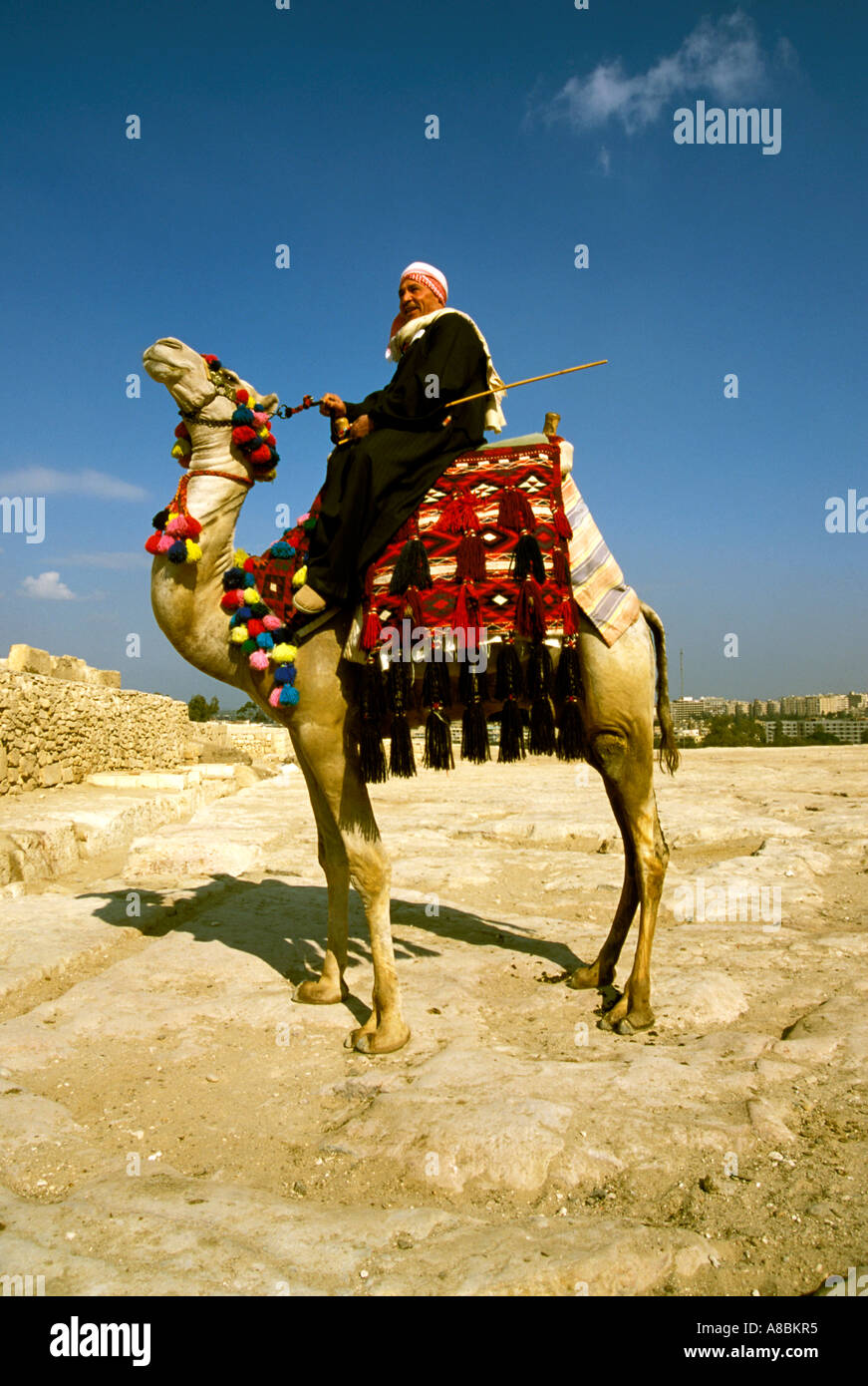 Egypt Cairo Camel driver at pyramids Stock Photo - Alamy