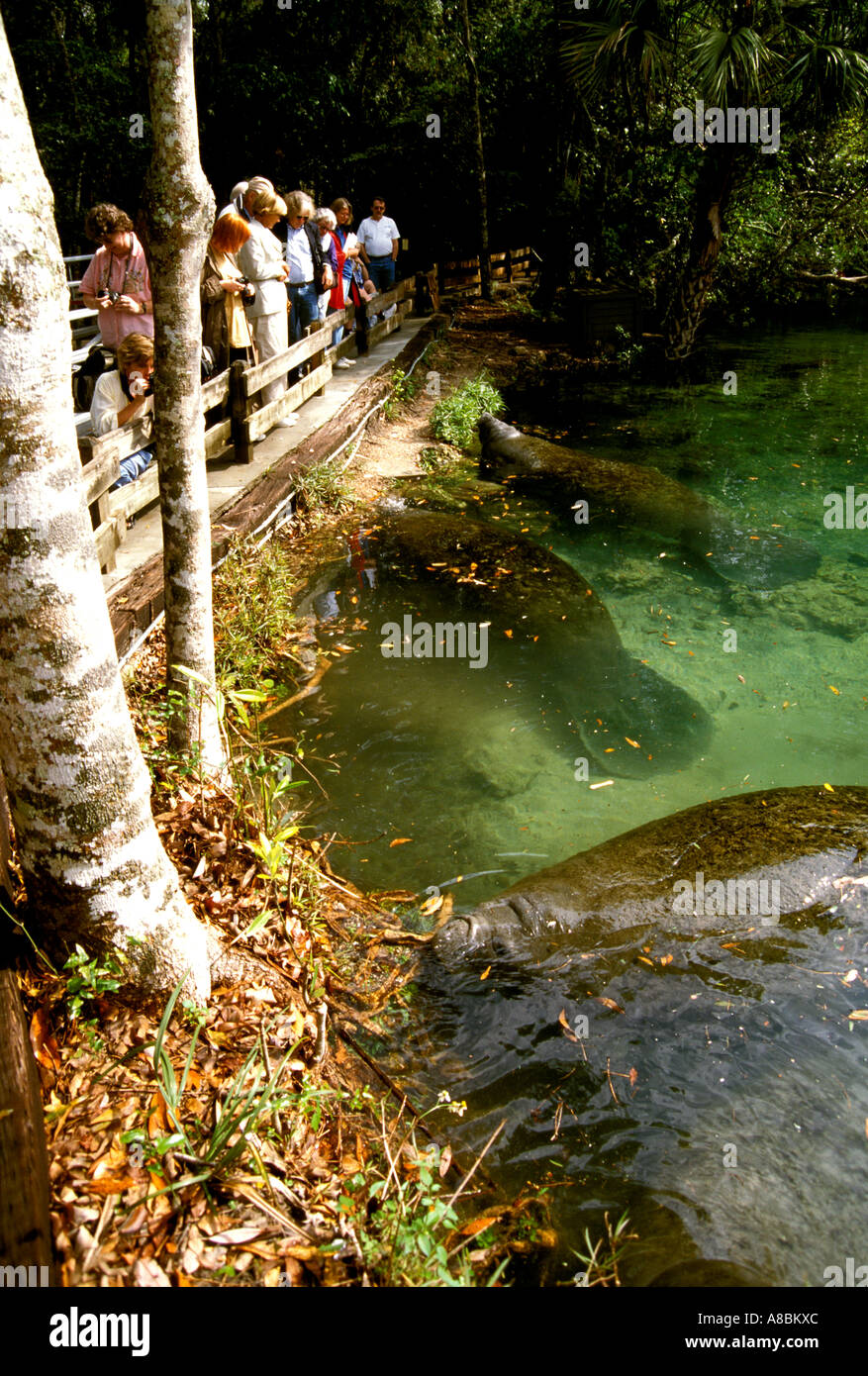 Manatees florida hi-res stock photography and images - Alamy