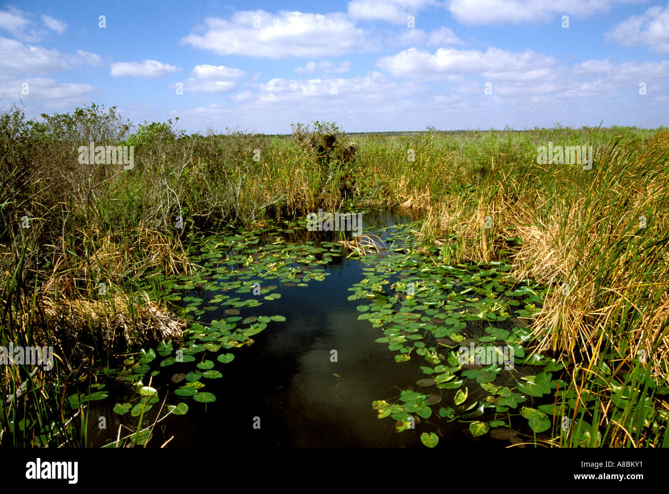 Florida Everglades Natl Park Sawgrass on Anhinga Trail Stock Photo - Alamy