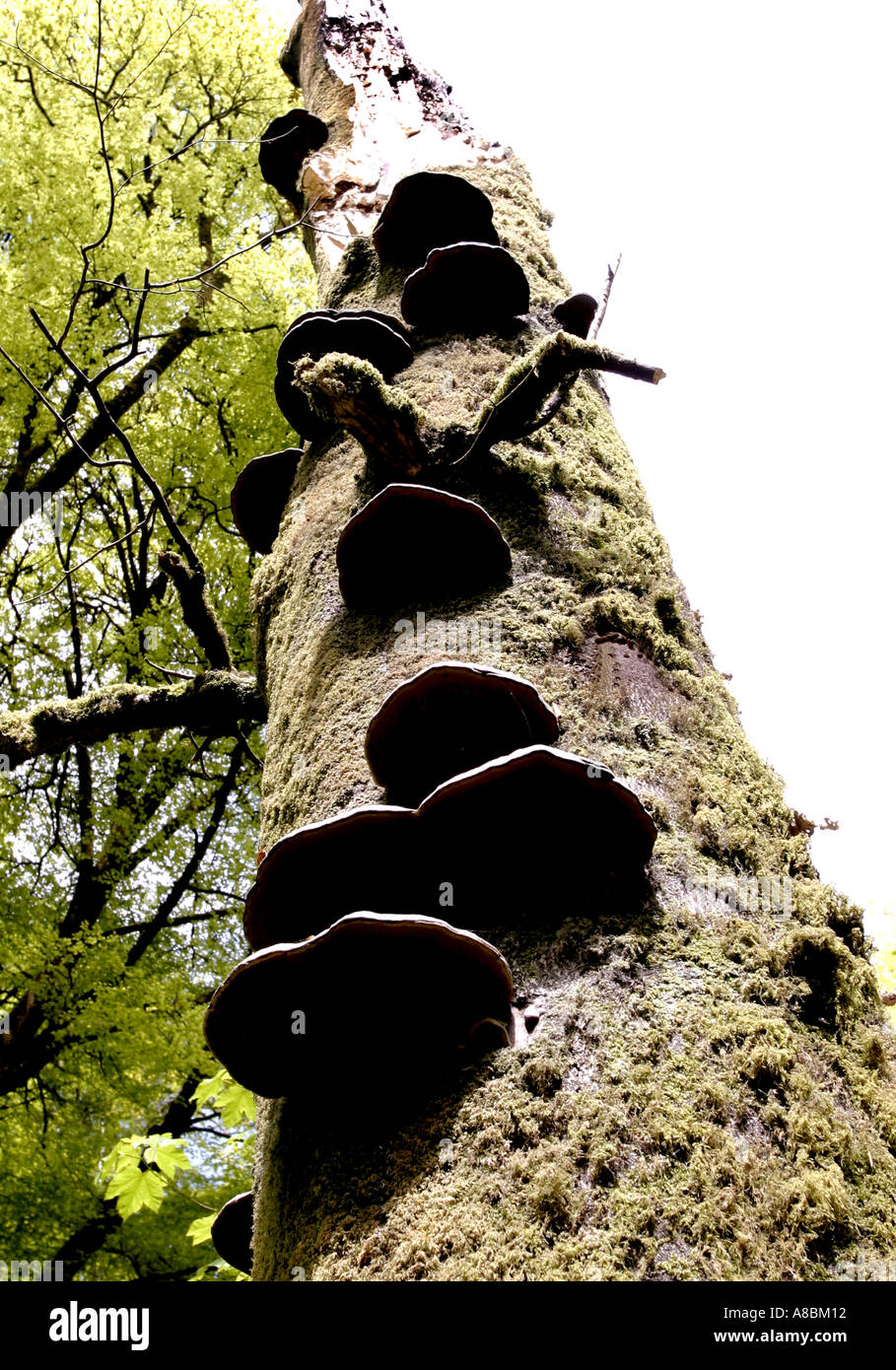 A tree with giant fungai growing on its trunk Stock Photo - Alamy