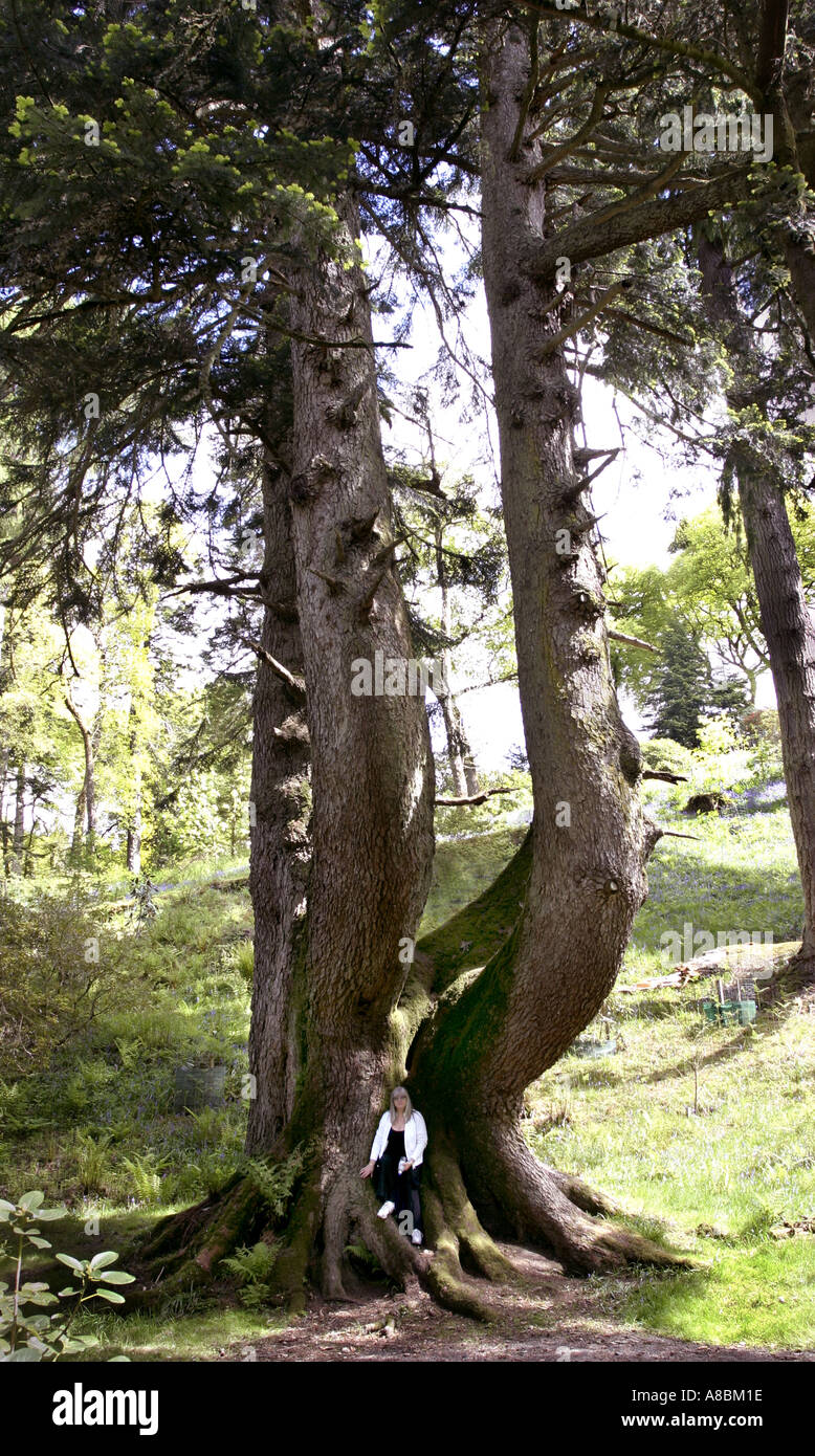 Giant four trunk Silver Fir with a 32 foot girth Stock Photo - Alamy