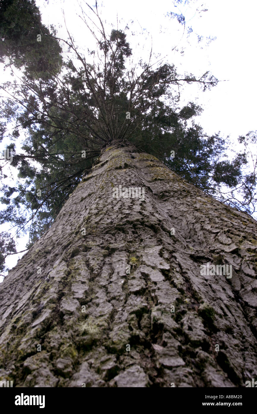 Looking up the tallest Grand Fir tree in Britain Stock Photo - Alamy