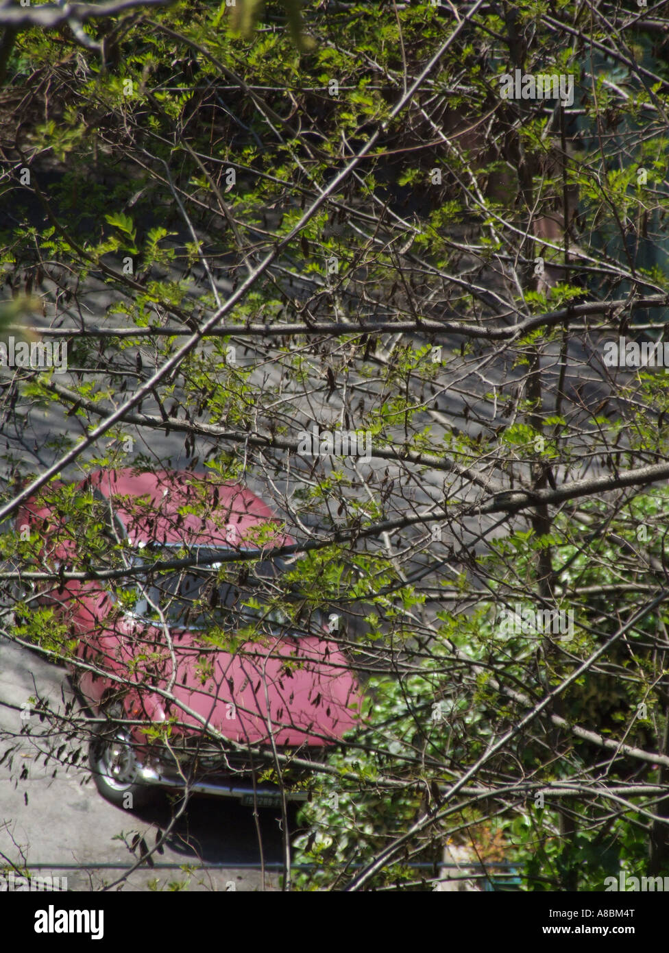 car concealed by trees Stock Photo - Alamy