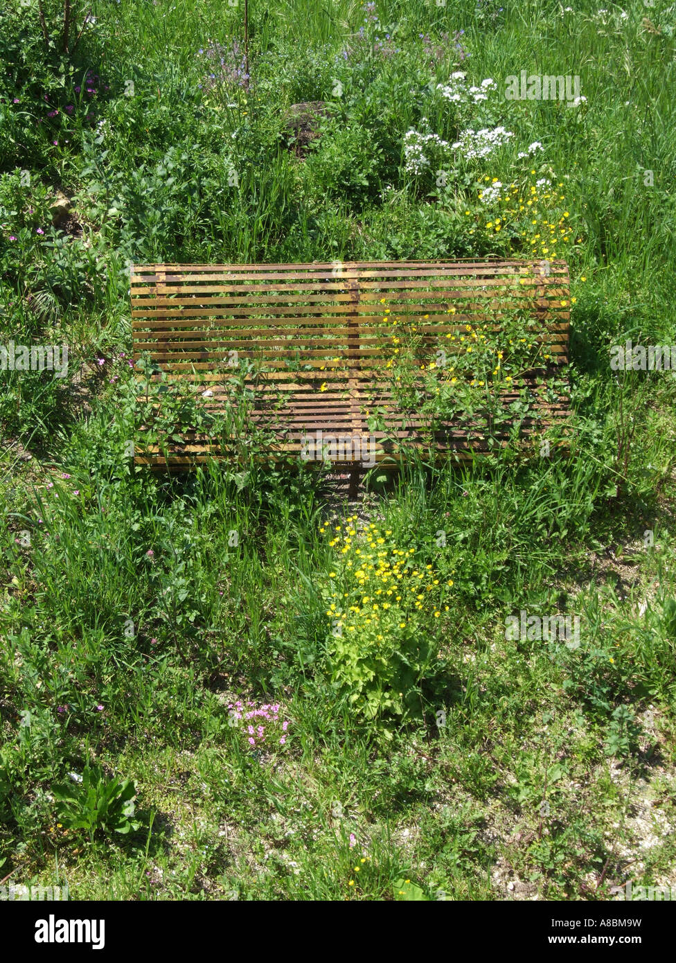 one bench overgrown with flowers and grass Stock Photo - Alamy