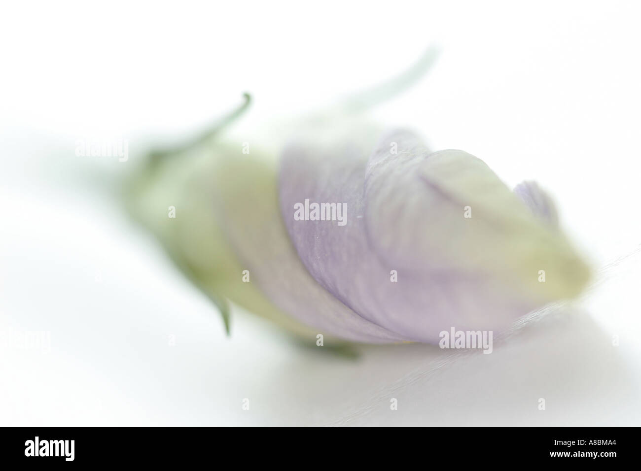 Lisianthus Eustoma Purple and green Stock Photo - Alamy