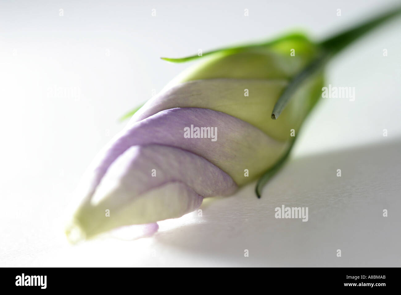 Lisianthus Eustoma Purple and green Stock Photo - Alamy