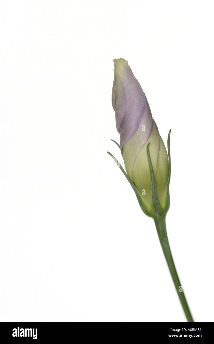 Lisianthus Eustoma Purple and green Single stem Stock Photo - Alamy