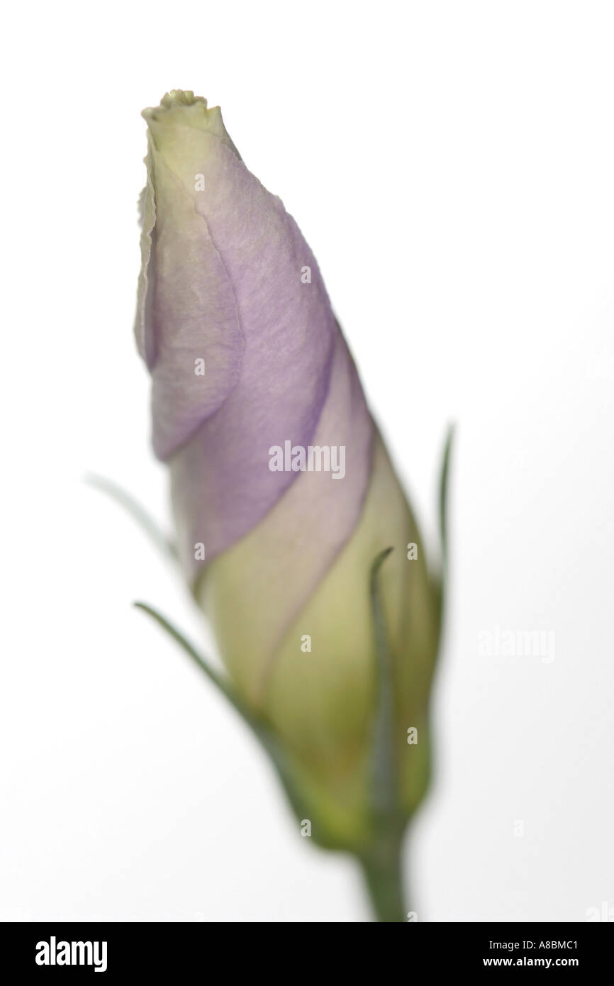 Lisianthus Eustoma Purple and green Stock Photo - Alamy