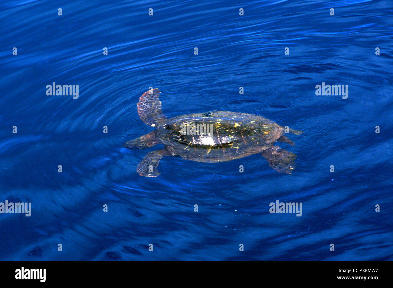 Hawaii Kauai giant green sea turtle Stock Photo - Alamy
