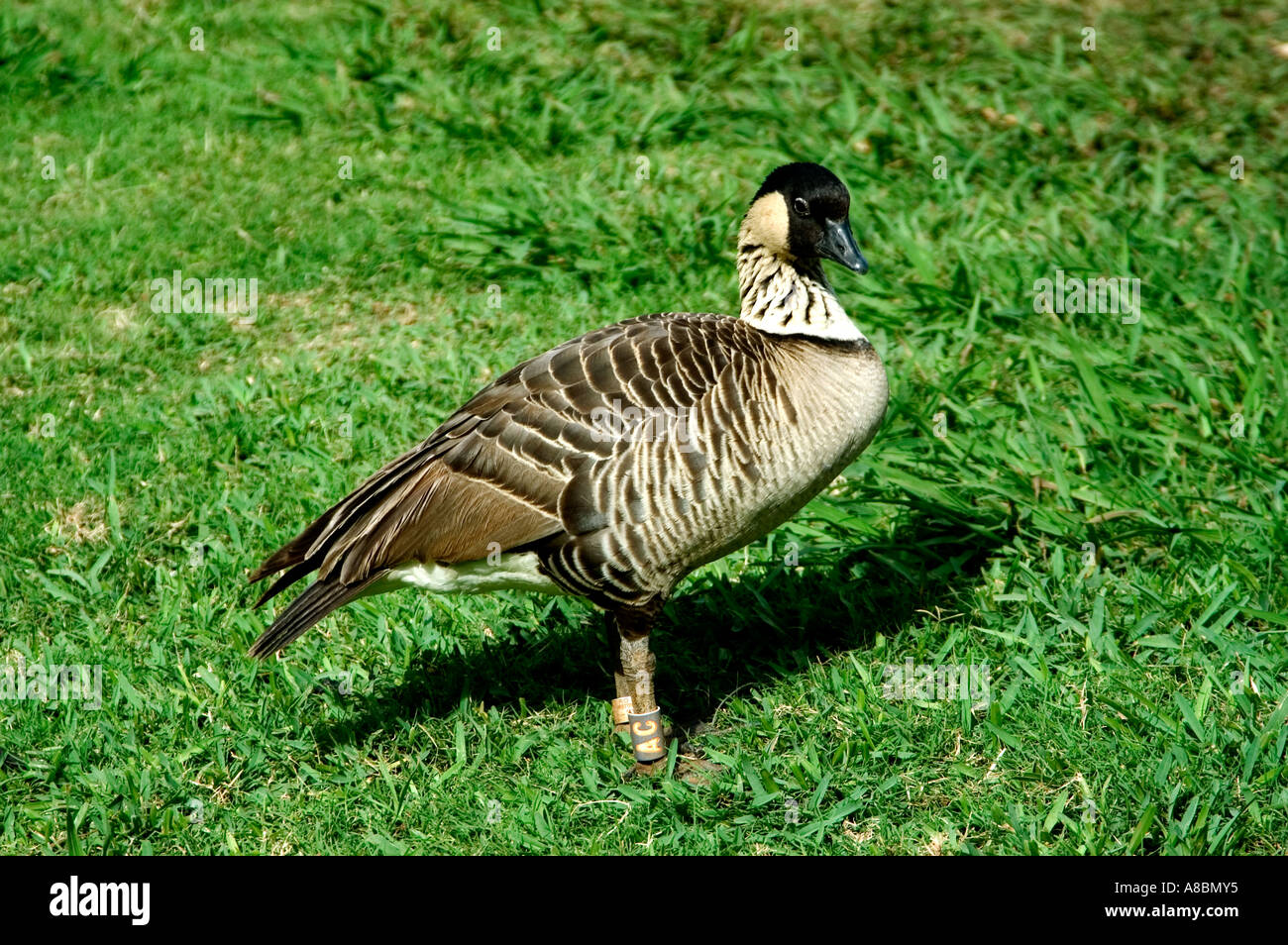 Hawaiian native goose hi-res stock photography and images - Alamy