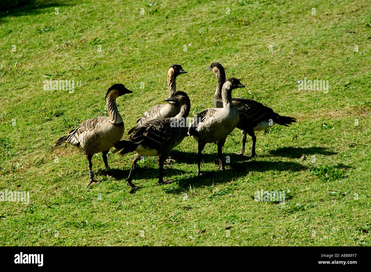 Nene High Resolution Stock Photography and Images - Alamy