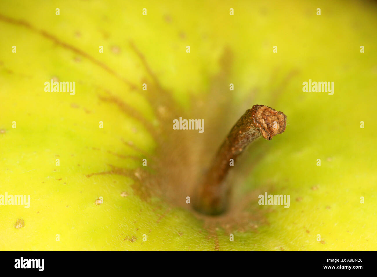 Green Apple with stalk Stock Photo - Alamy
