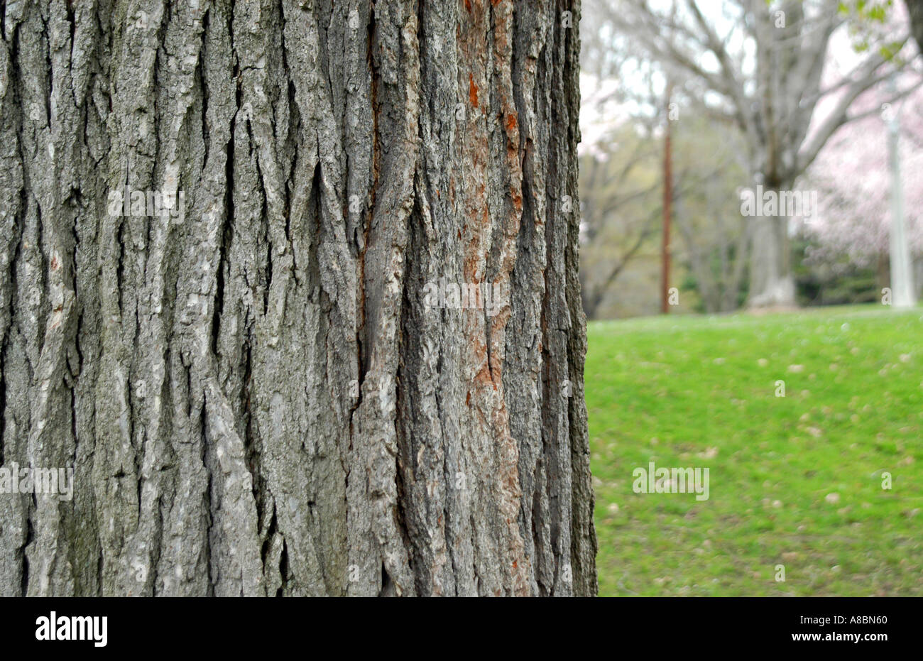 Tree burk hi-res stock photography and images - Alamy