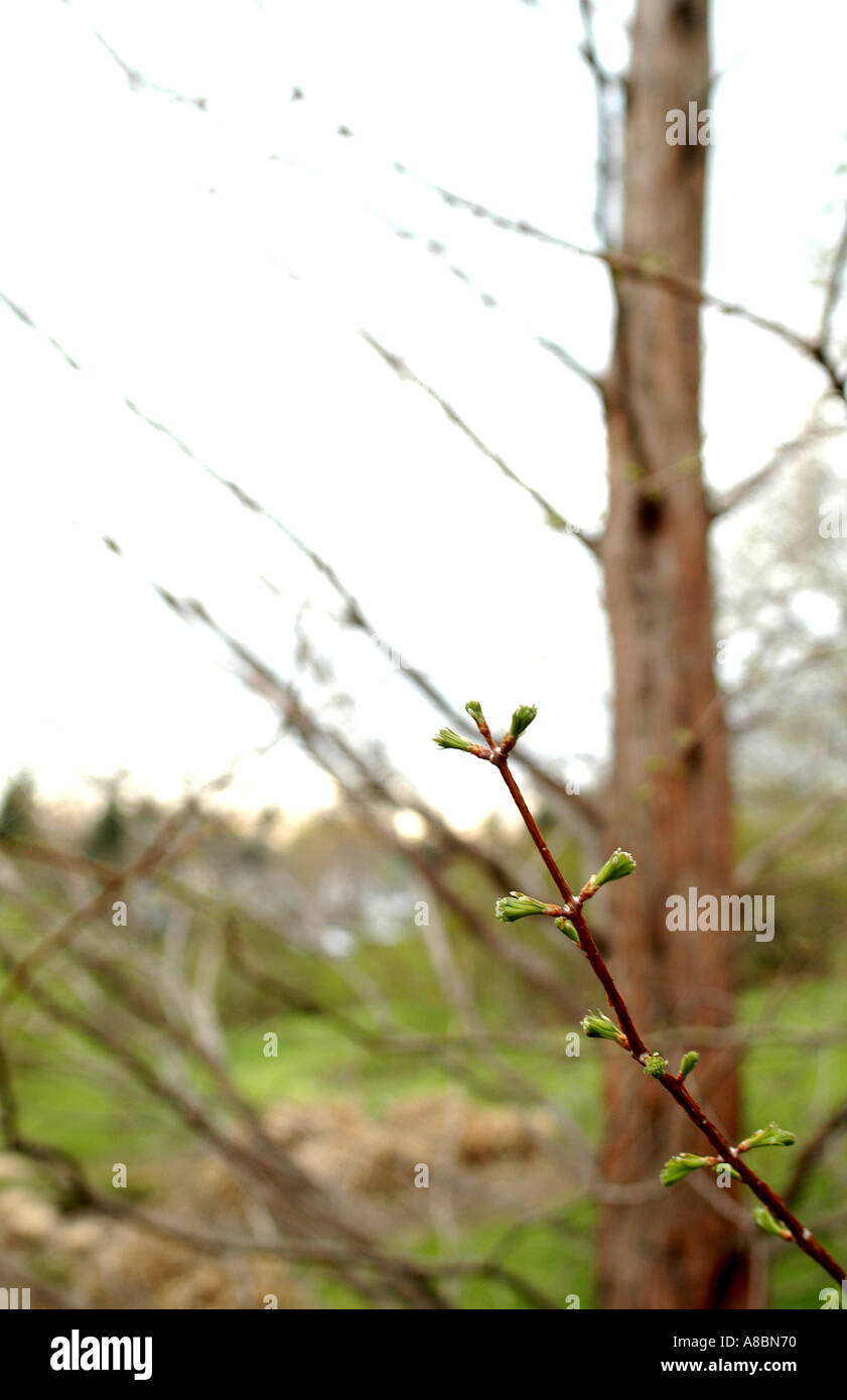 Redwood leaves new york hi-res stock photography and images - Alamy