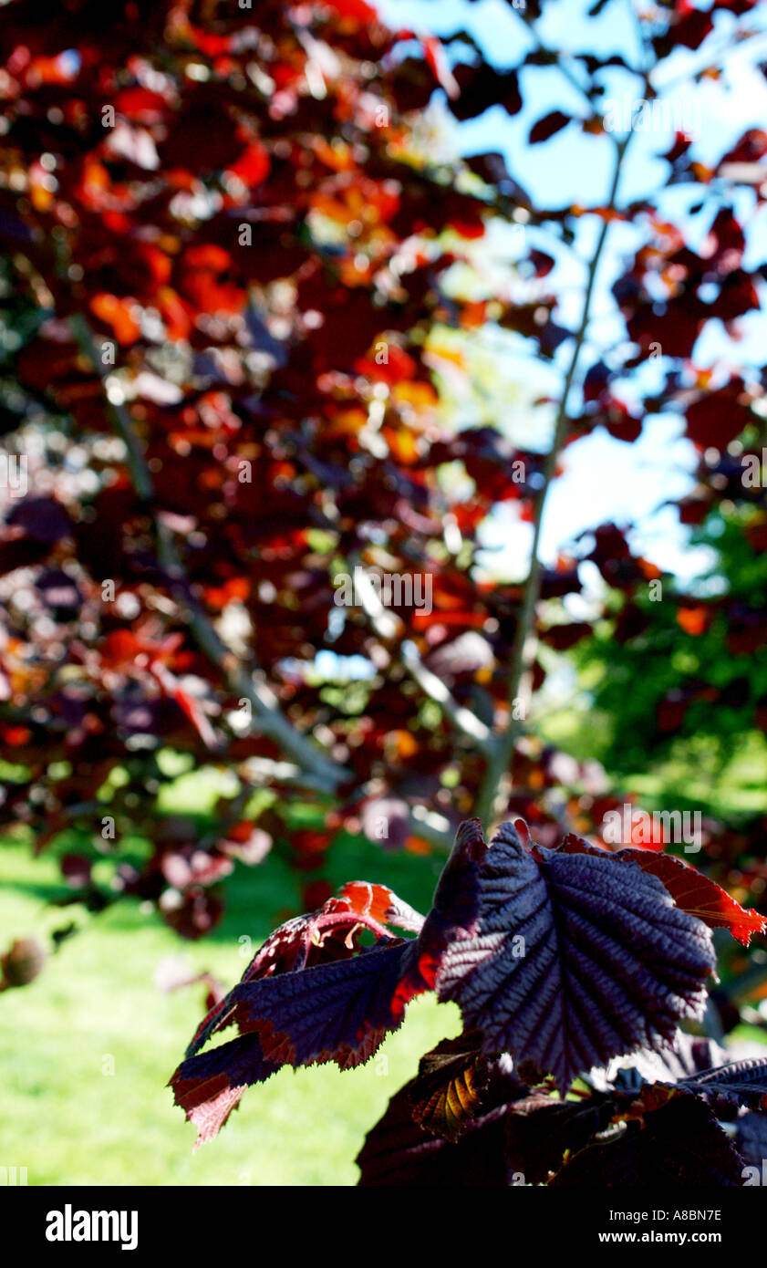 Maple in spring Highland park rochester NY Stock Photo - Alamy