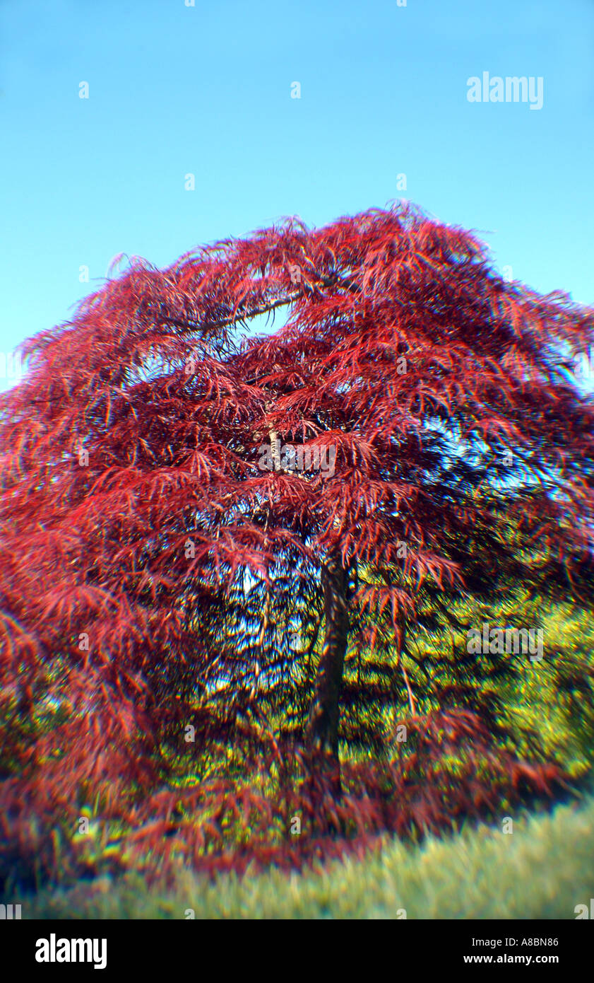 Maple in spring Highland park rochester ny Stock Photo - Alamy