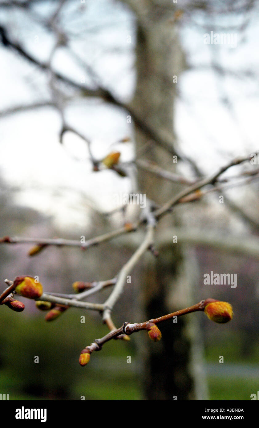 London plane in spring Highland park rochester NY Stock Photo - Alamy