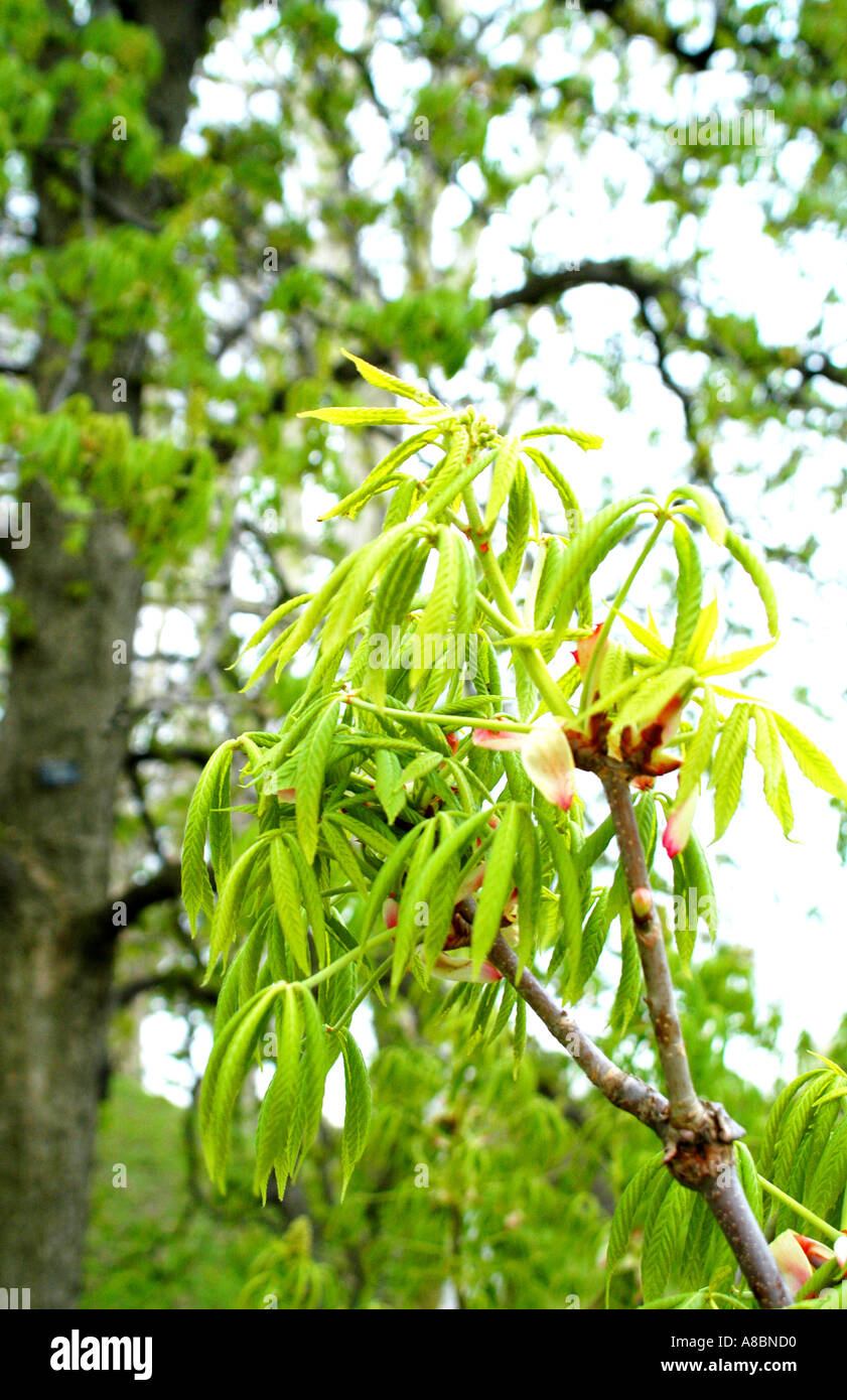 Ohio buckeye tree hi-res stock photography and images - Alamy