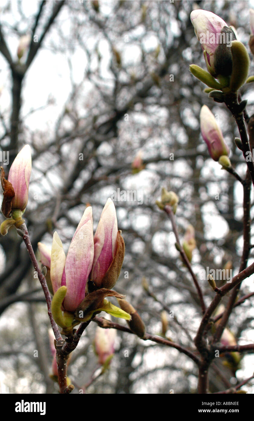 Pink Alba in spring Highland park rochester NY Stock Photo - Alamy
