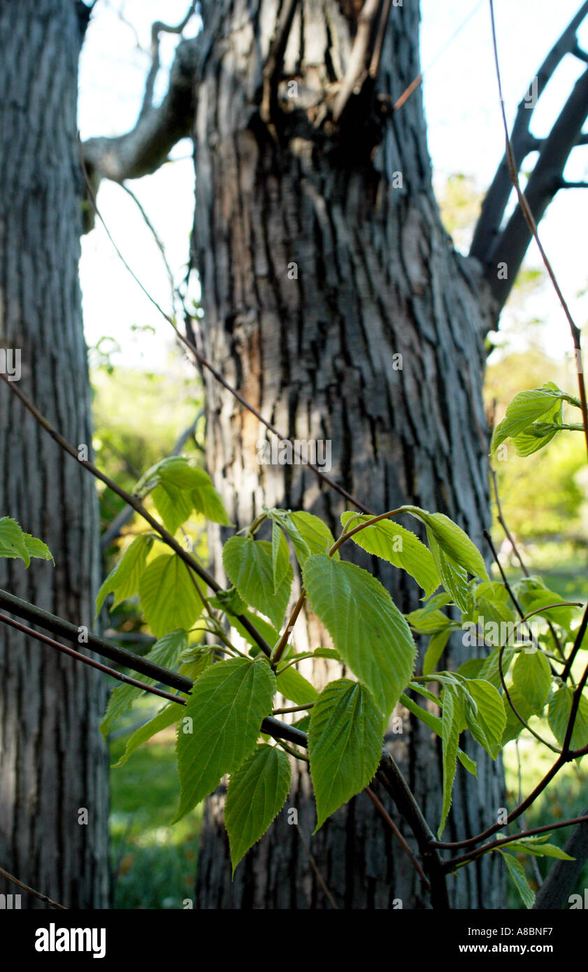 Raisin tree hi-res stock photography and images - Alamy