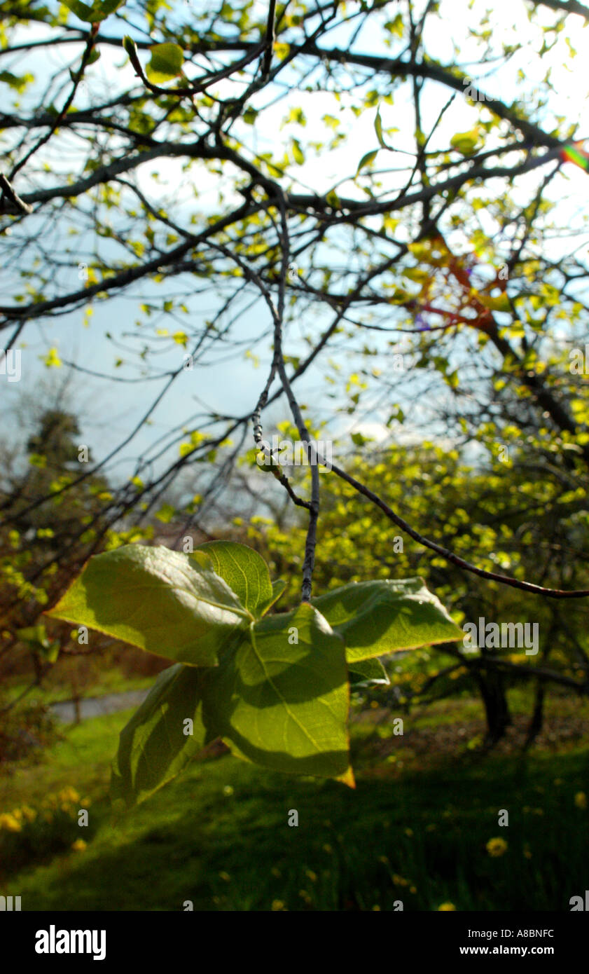 Red Spindle Tree in Spring Highlaand park Rochester NY Stock Photo - Alamy