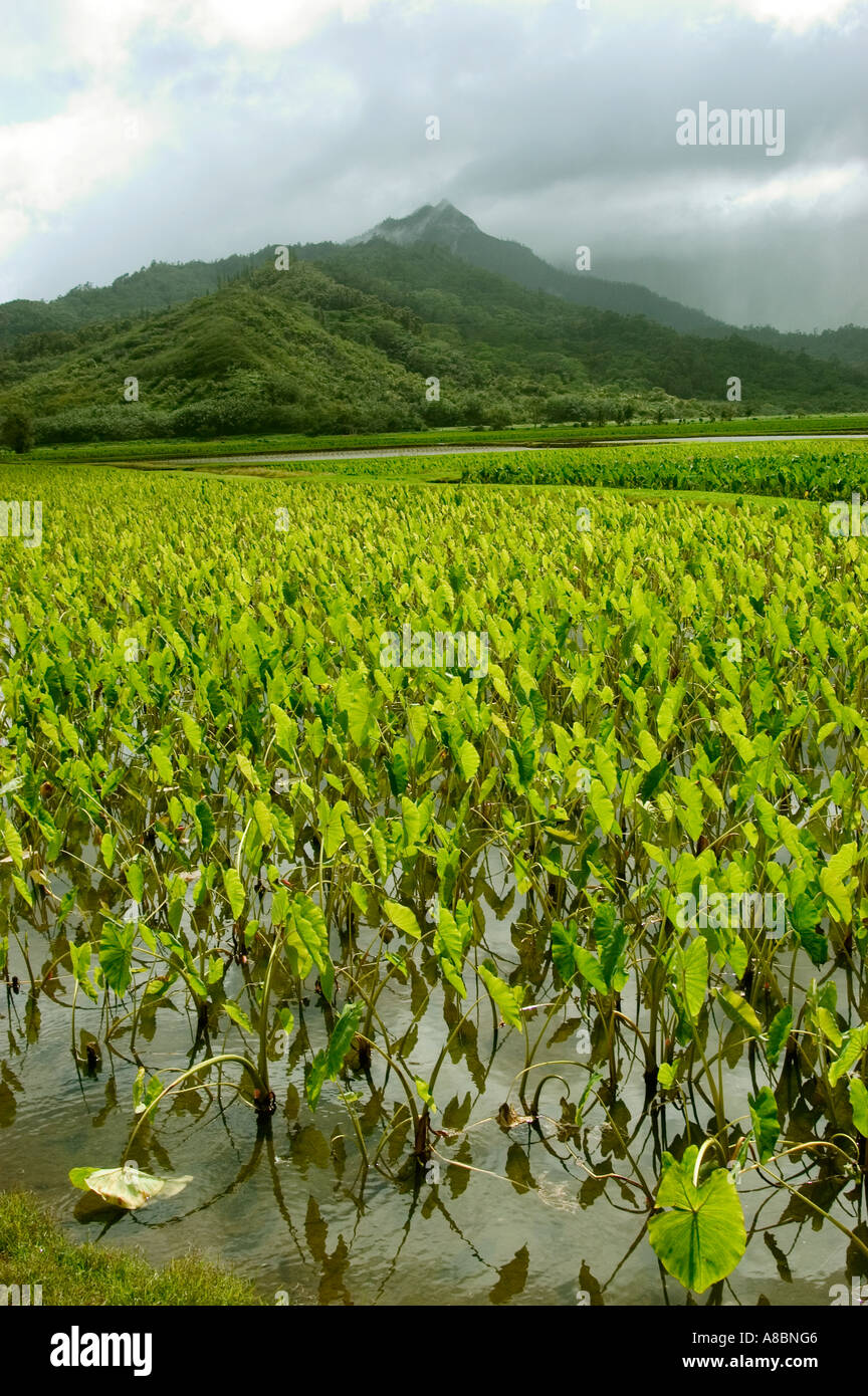 Hanalei kauai hawaii vertical hi-res stock photography and images - Alamy