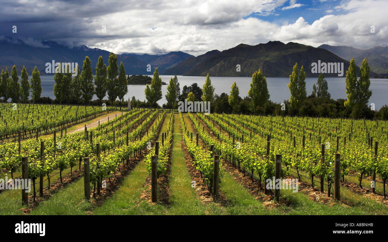 Vineyard wanaka central otago hi-res stock photography and images - Alamy