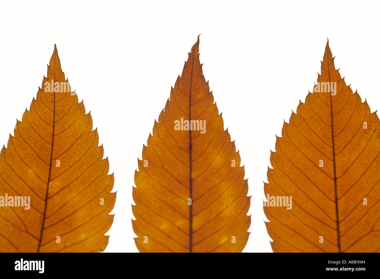 Colored leaves hi-res stock photography and images - Alamy