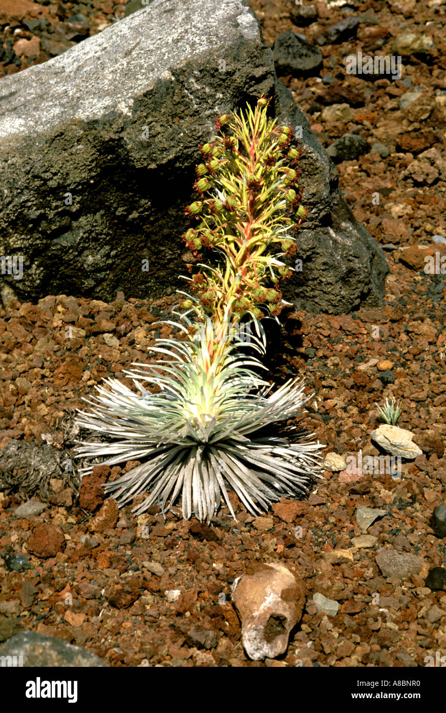 Silversword flower hi-res stock photography and images - Alamy