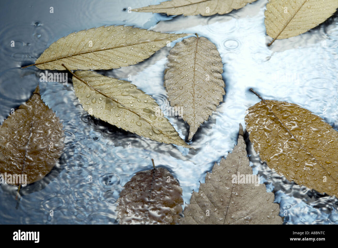 close up colored leaves on the water Stock Photo - Alamy