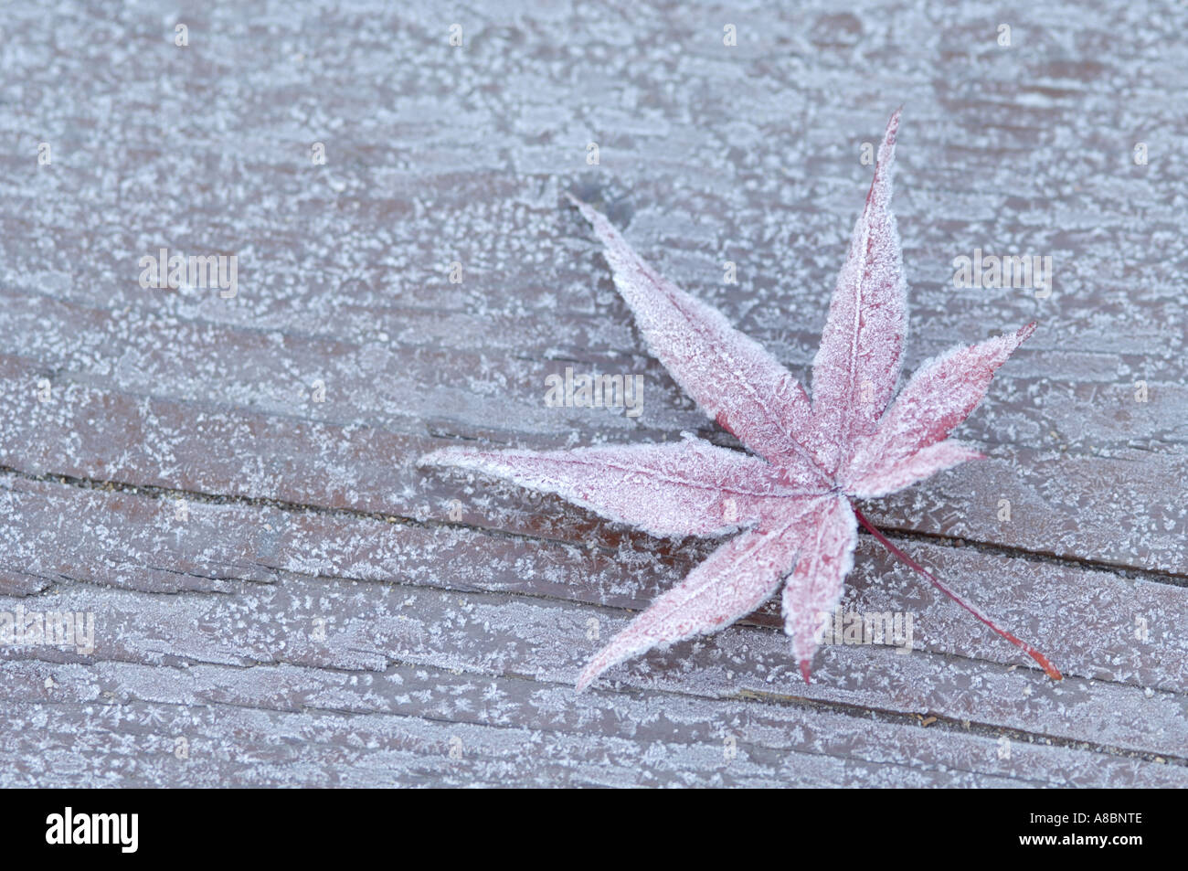 Frosted maple leaf hi-res stock photography and images - Alamy