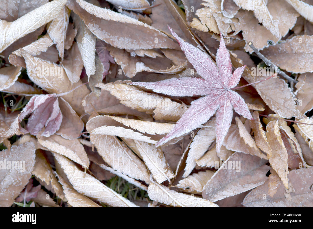 Frosted maple leaf hi-res stock photography and images - Alamy