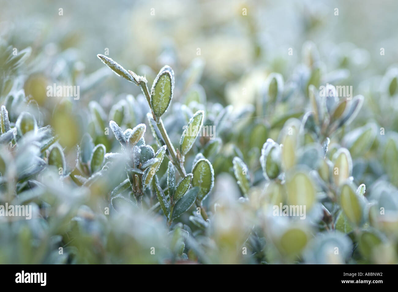fall close up of plant Stock Photo - Alamy