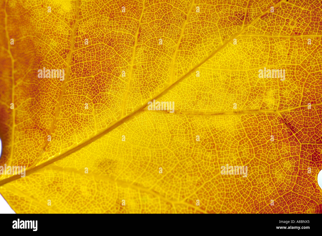 Leaf colored hi-res stock photography and images - Alamy
